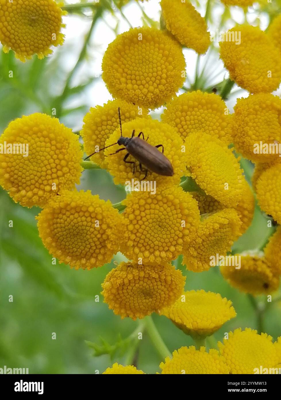 Rough-haired Lagria Beetle (Lagria hirta Stock Photo - Alamy