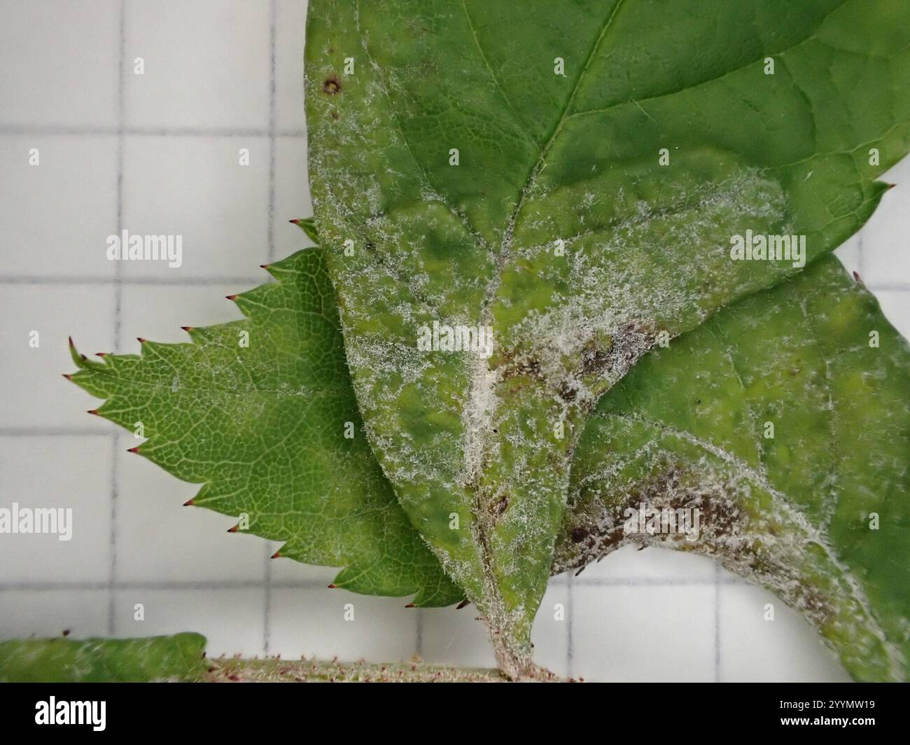 Rose Powdery Mildew (Podosphaera pannosa Stock Photo - Alamy