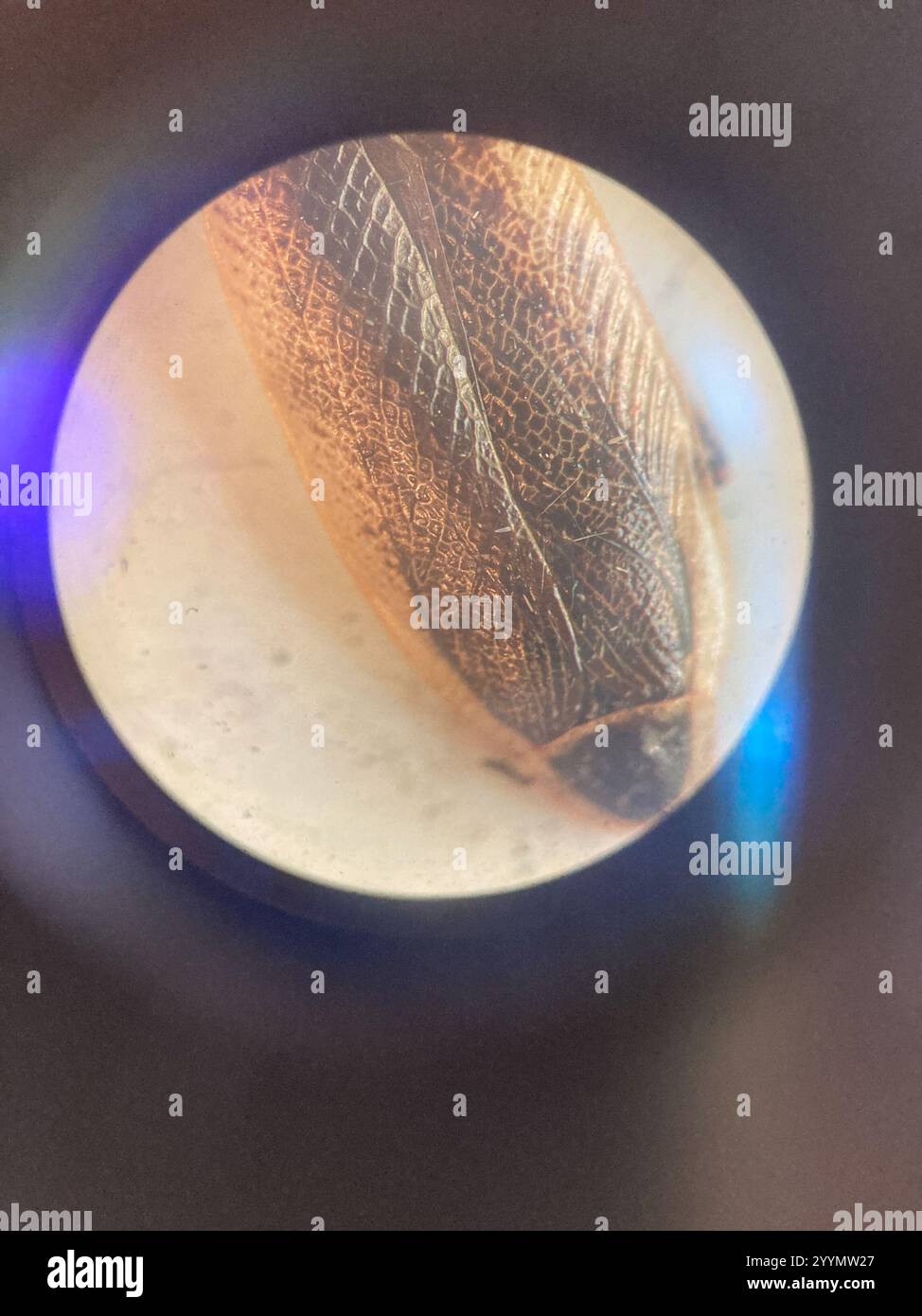 Forest Cockroach (Ectobius sylvestris Stock Photo - Alamy