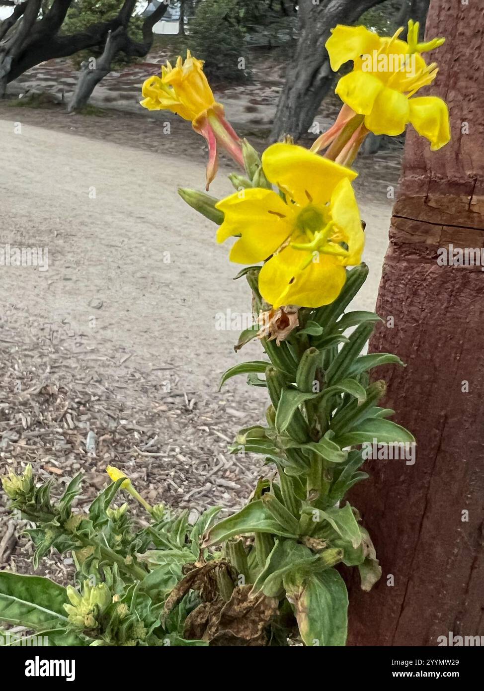 evening primroses, sundrops, and beeblossoms (Oenothera Stock Photo - Alamy