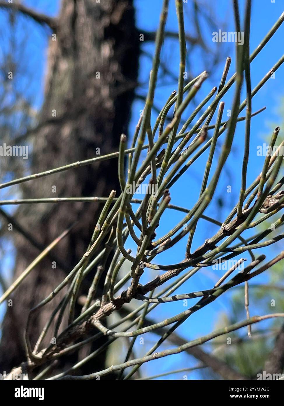 Buloke (Allocasuarina luehmannii Stock Photo - Alamy