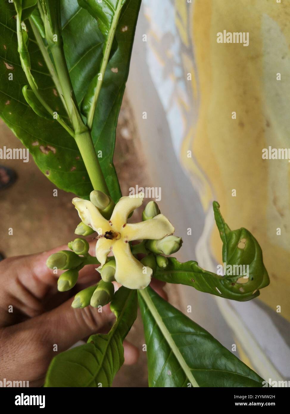 Genipap Tree (Genipa americana Stock Photo - Alamy