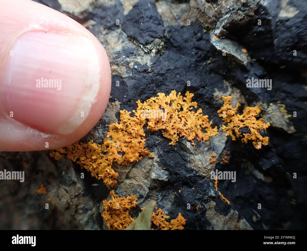 Shrubby Sunburst Lichen (Polycauliona candelaria Stock Photo - Alamy