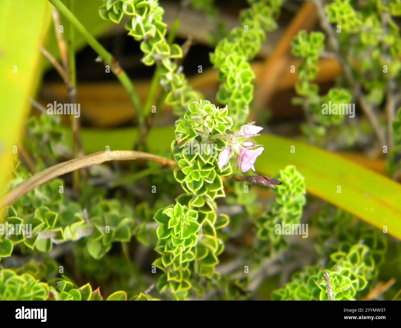 Peninsula Indigo (Indigofera candolleana Stock Photo - Alamy