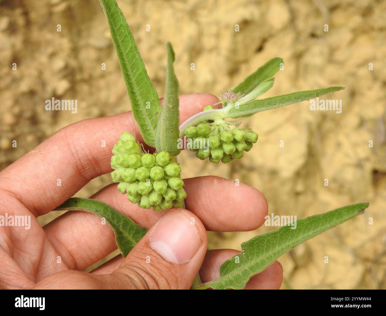 green comet milkweed (Asclepias viridiflora Stock Photo - Alamy