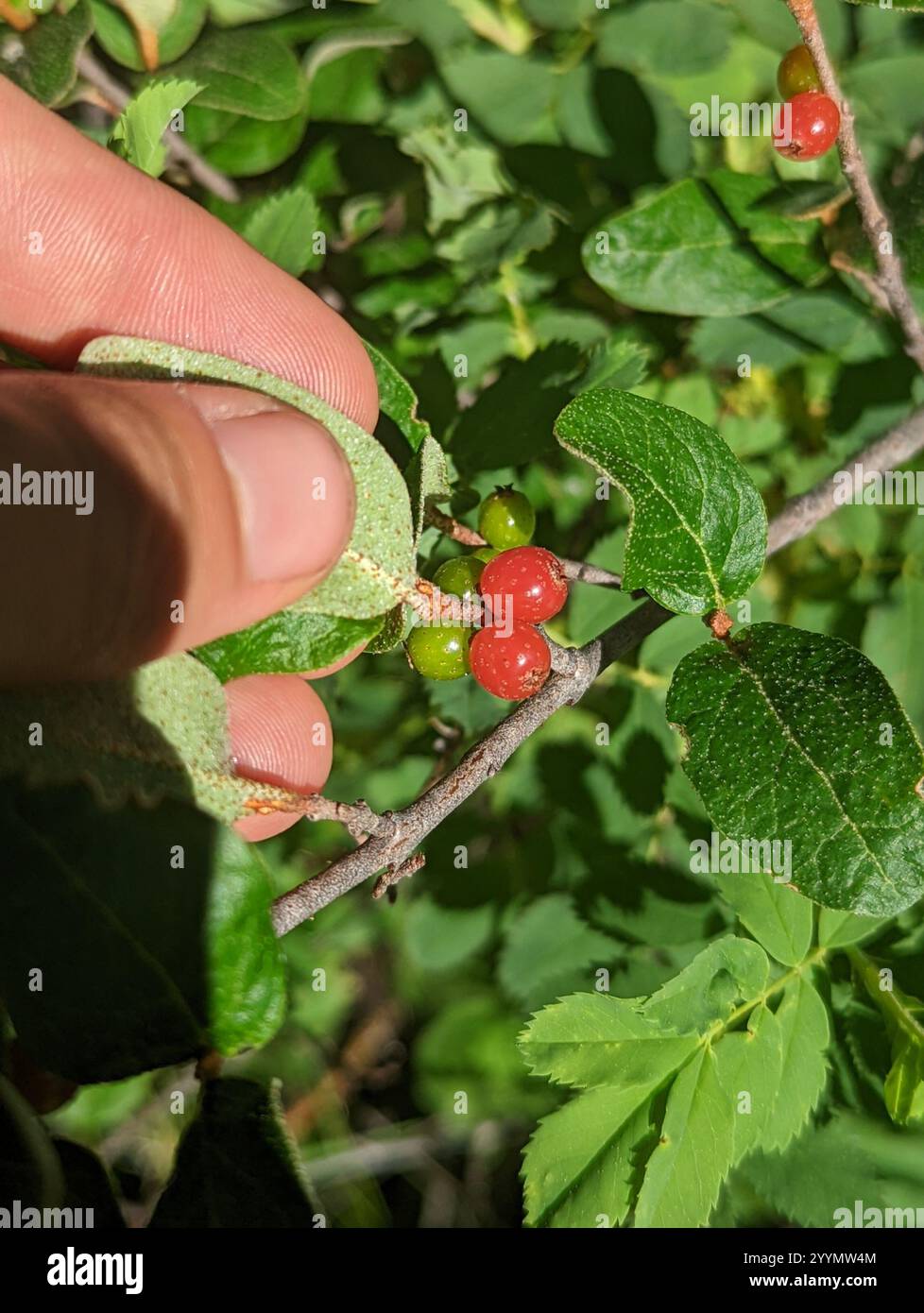 Canadian buffalo-berry (Shepherdia canadensis Stock Photo - Alamy