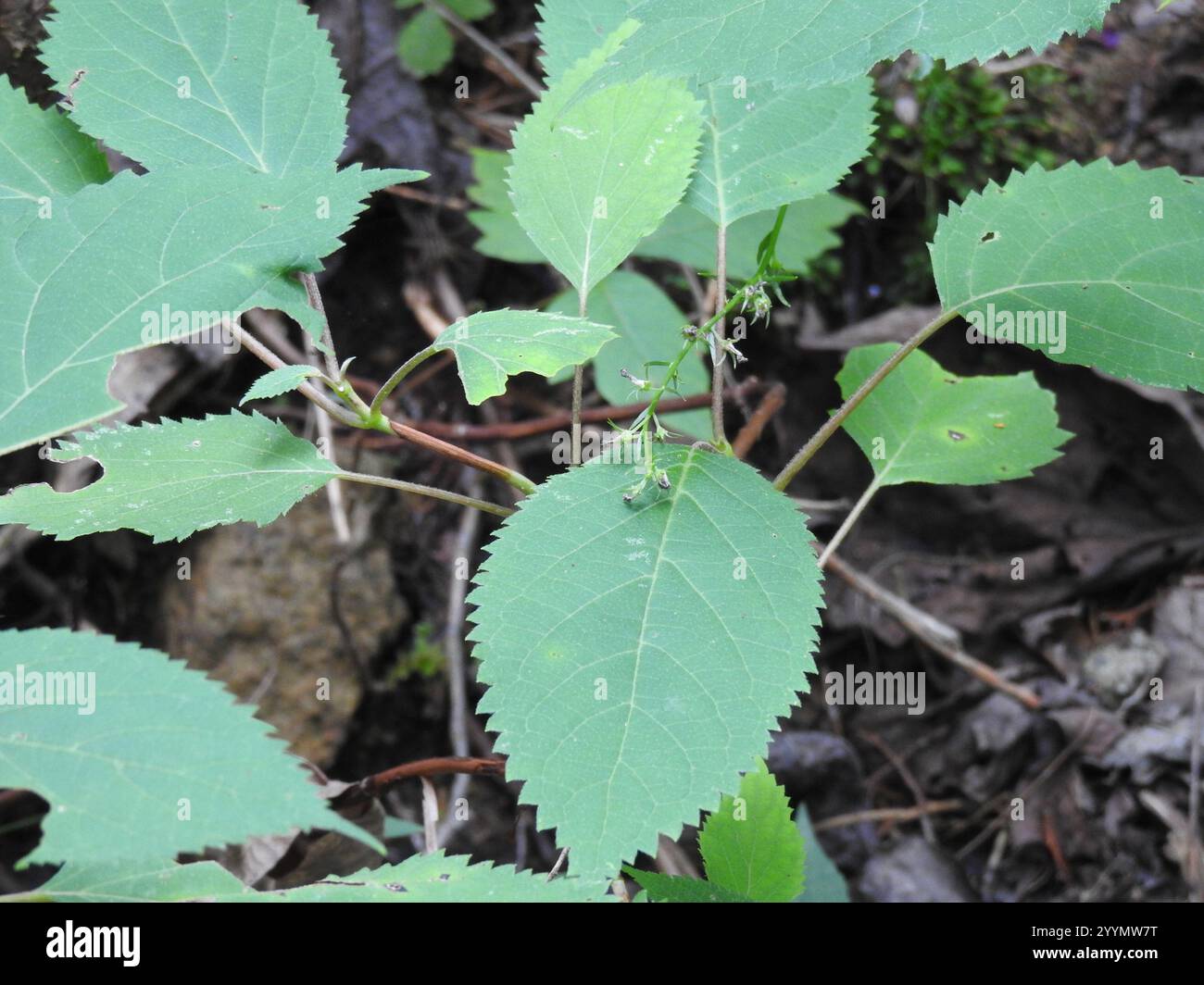 citronella horse balm (Collinsonia canadensis Stock Photo - Alamy