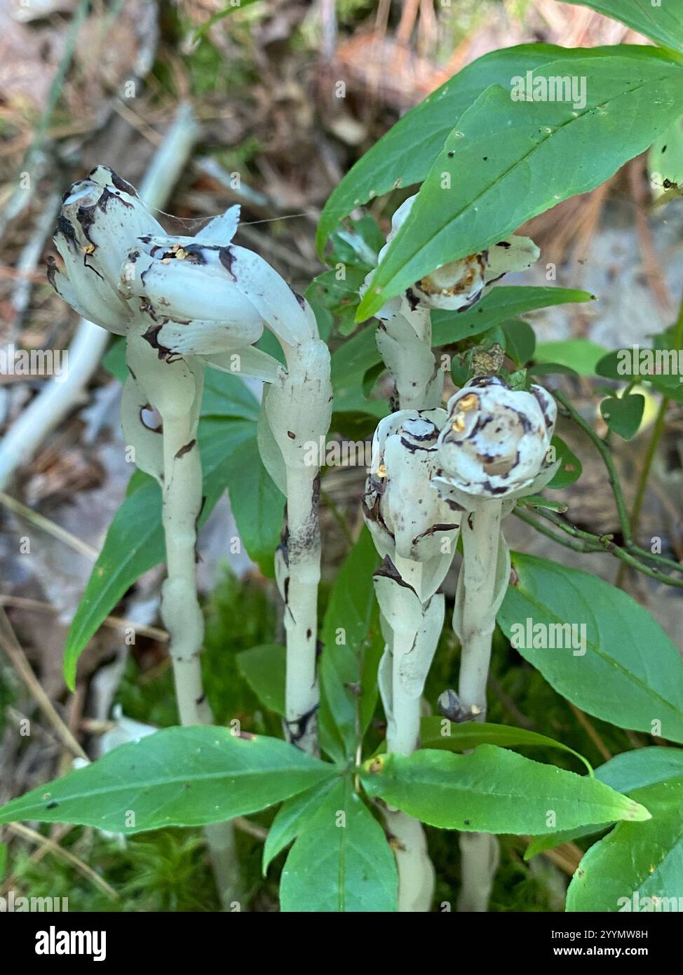 Ghost Pipe (Monotropa uniflora Stock Photo - Alamy