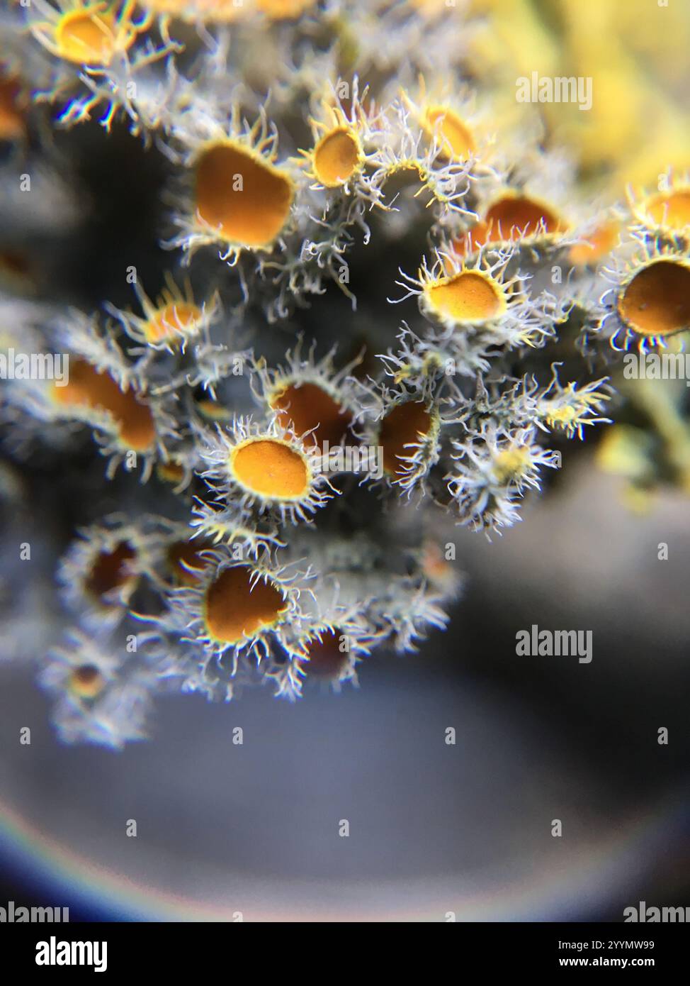 Golden-eye Lichen (Teloschistes chrysophthalmus Stock Photo - Alamy