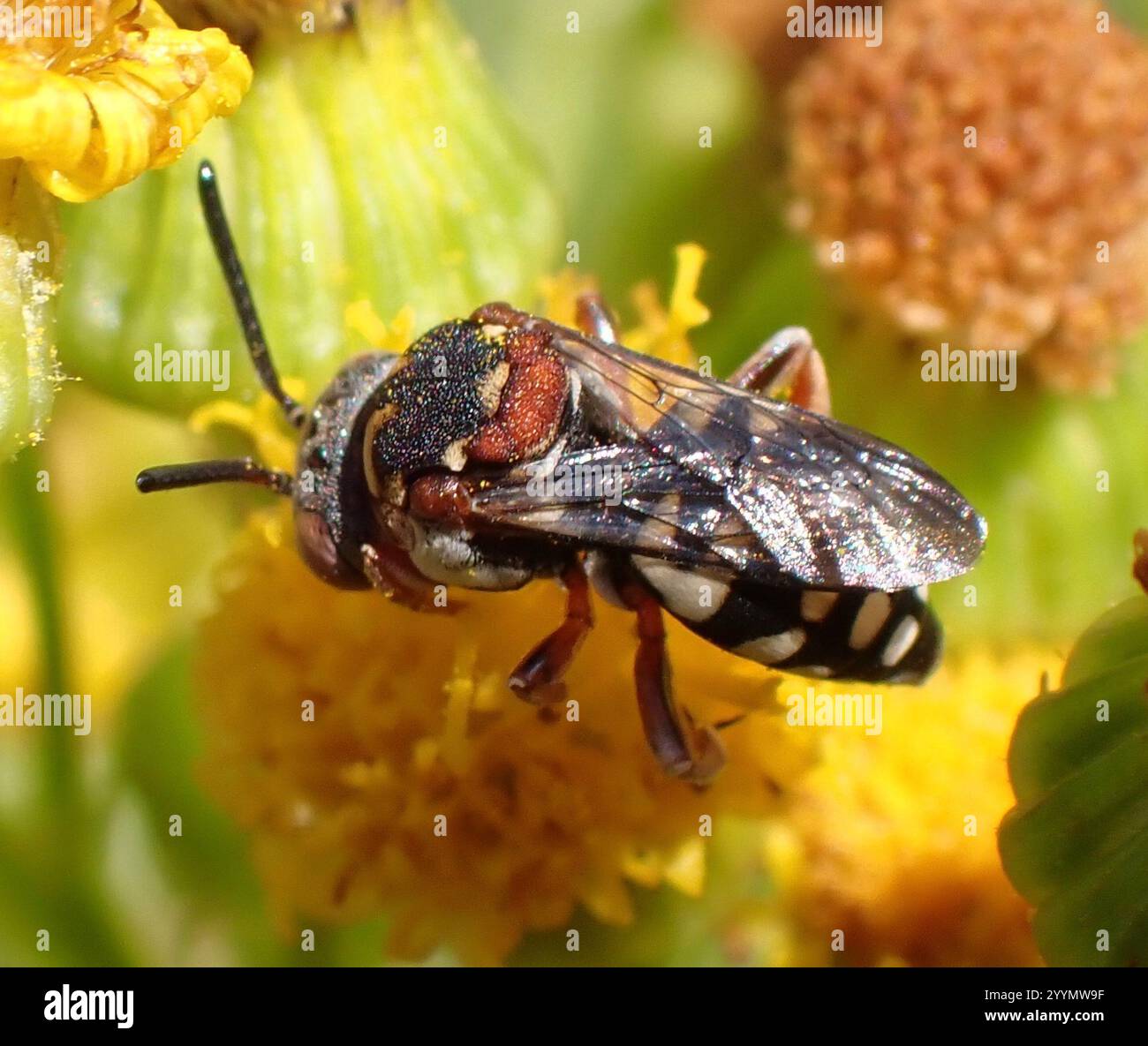 Black-thighed Cellophane-cuckoo Bee (Epeolus variegatus Stock Photo - Alamy