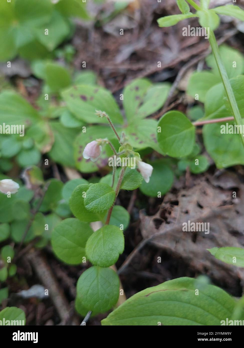 Twinflower (Linnaea borealis Stock Photo - Alamy
