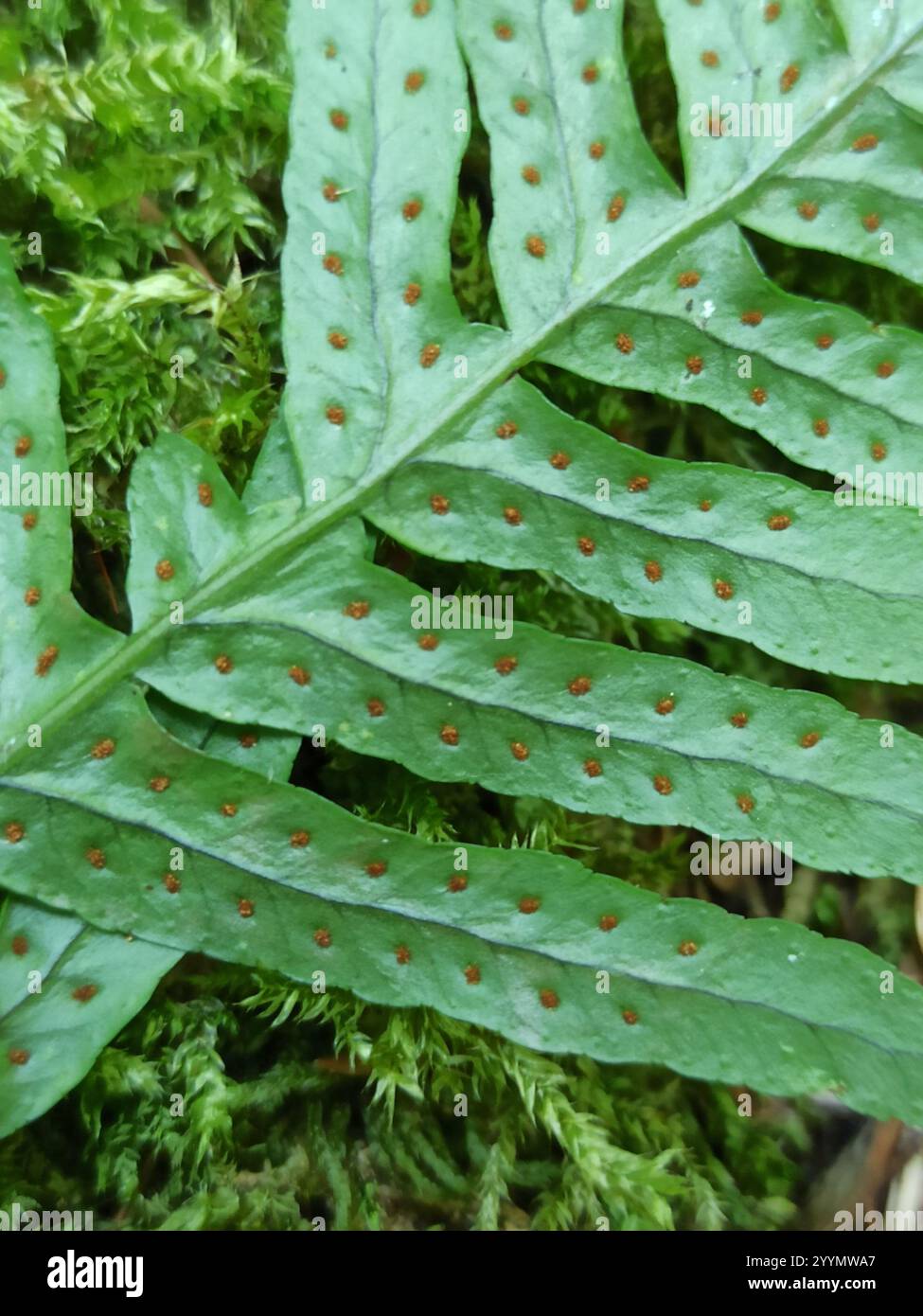 common polypody (Polypodium vulgare Stock Photo - Alamy
