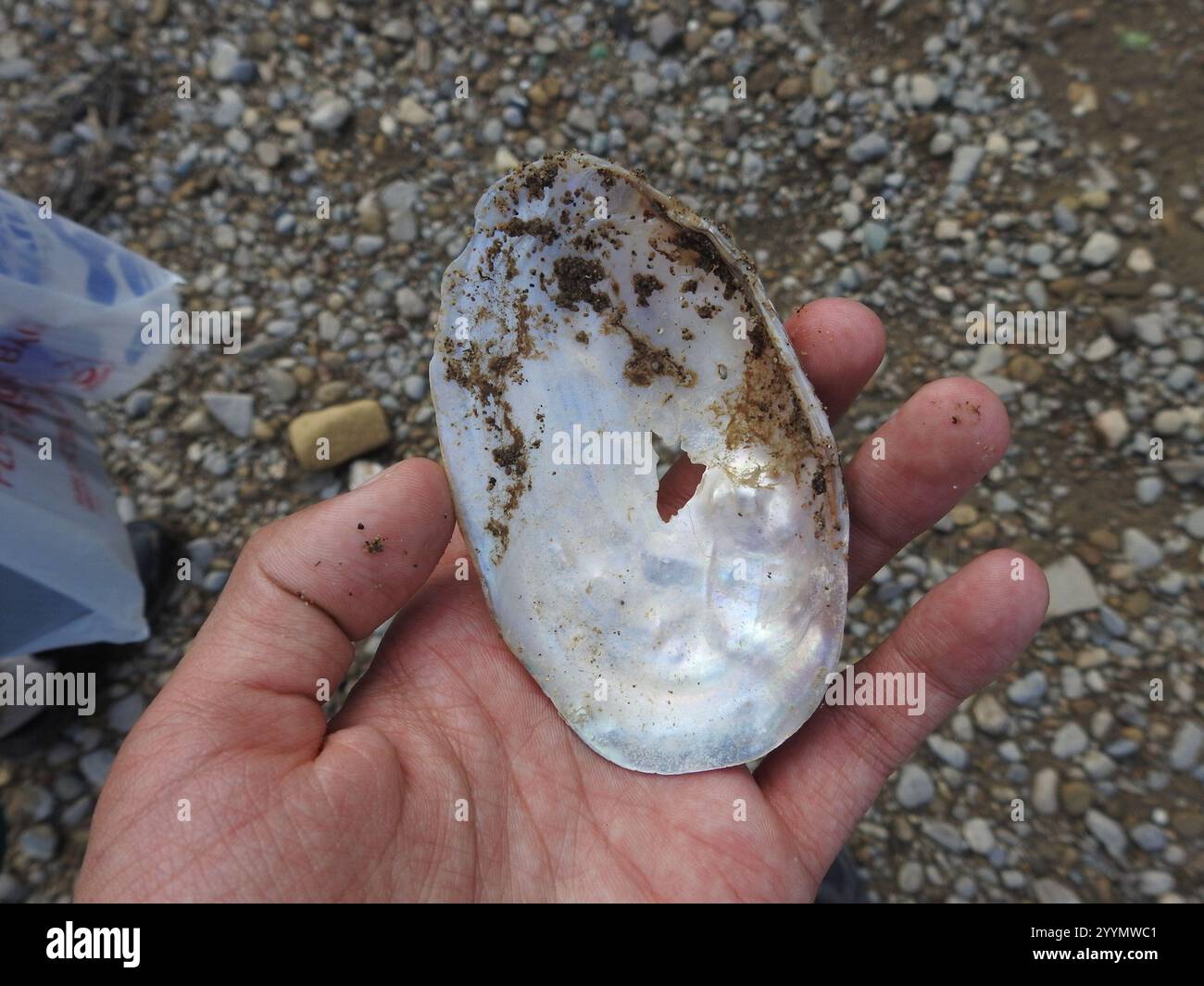 Fragile Papershell (Potamilus fragilis Stock Photo - Alamy