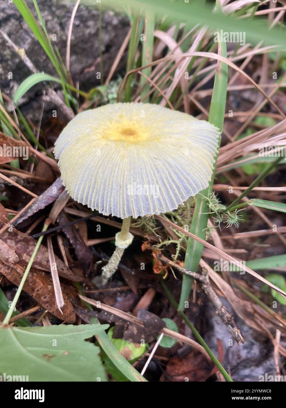 Fragile Dapperling (Leucocoprinus fragilissimus Stock Photo - Alamy