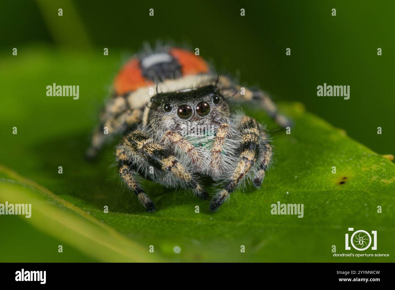 Workman's Jumping Spider (Phidippus workmani Stock Photo - Alamy