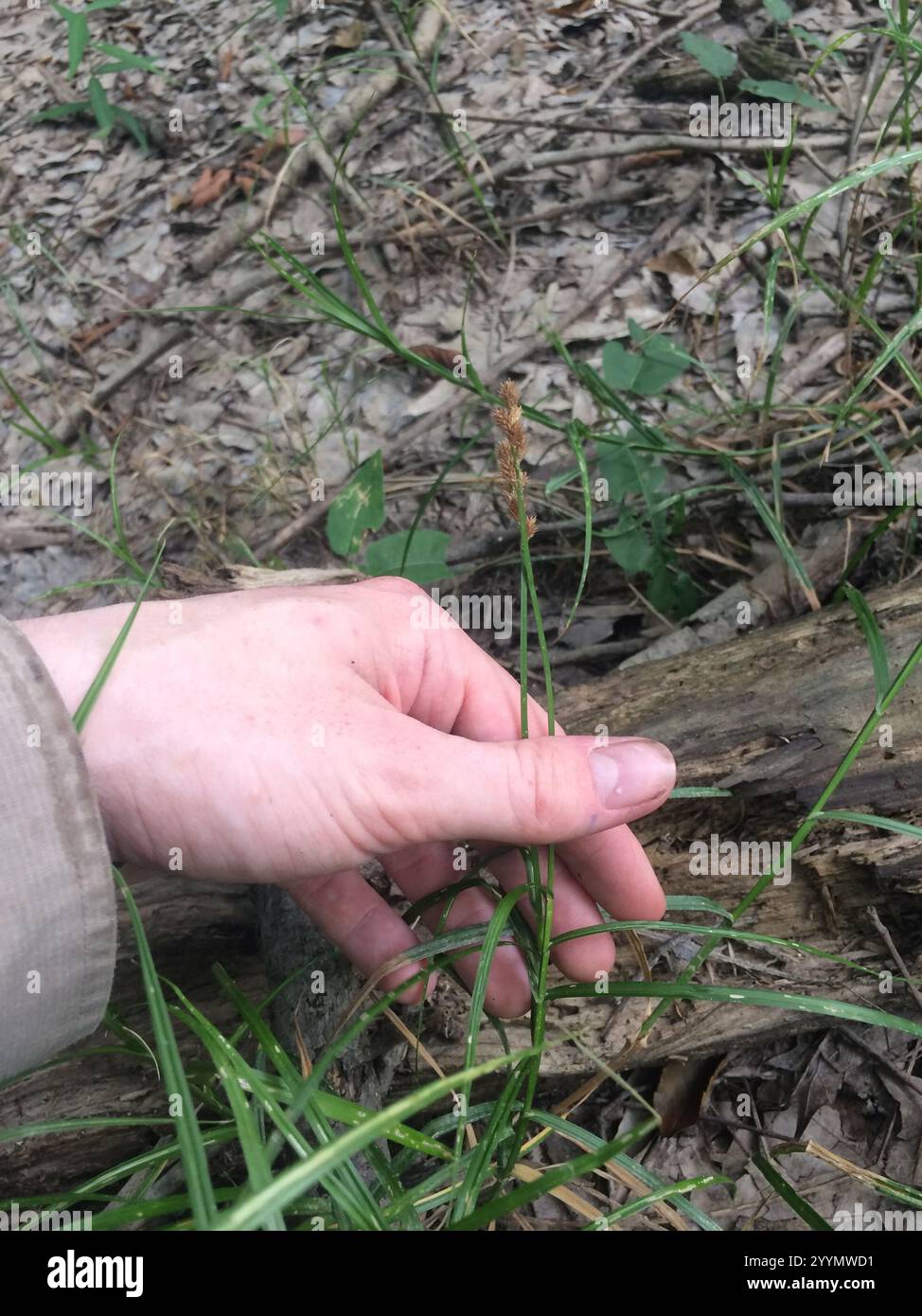 blunt broom sedge (Carex tribuloides Stock Photo - Alamy