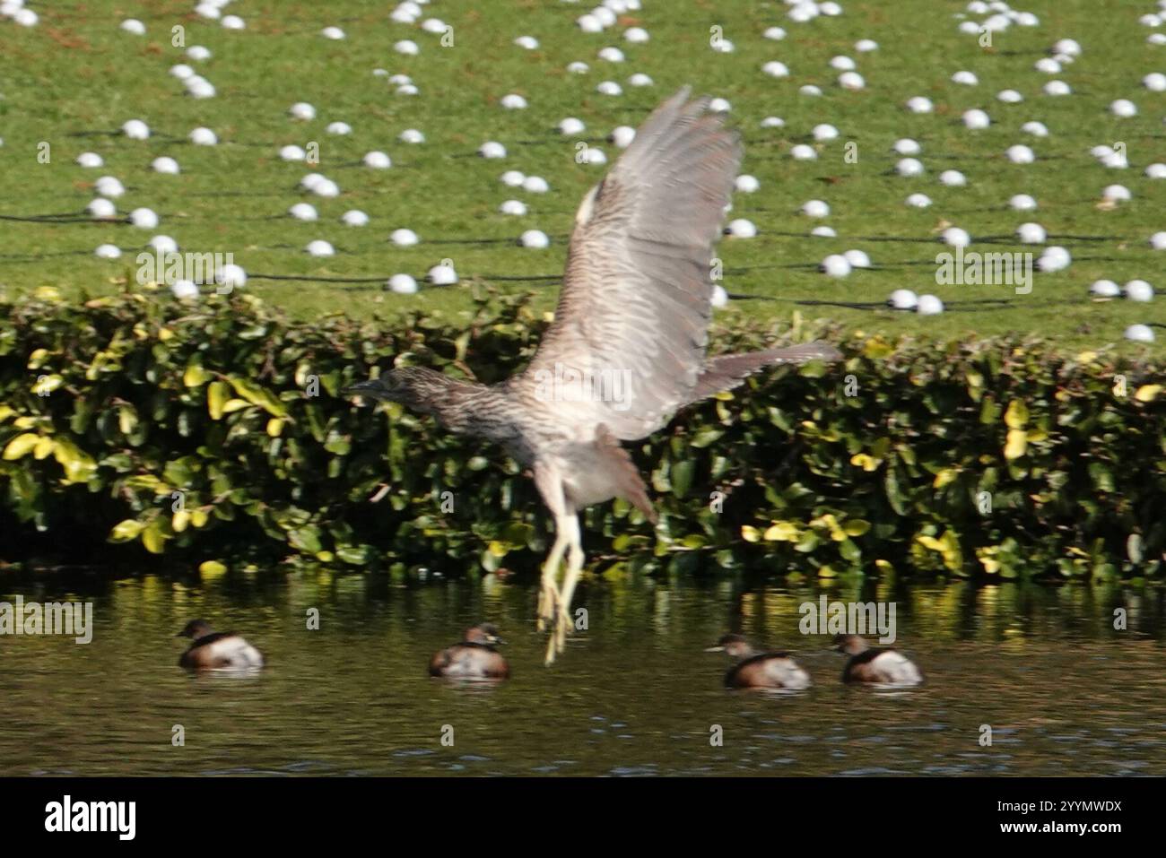 Nankeen Night Heron (Nycticorax caledonicus Stock Photo - Alamy