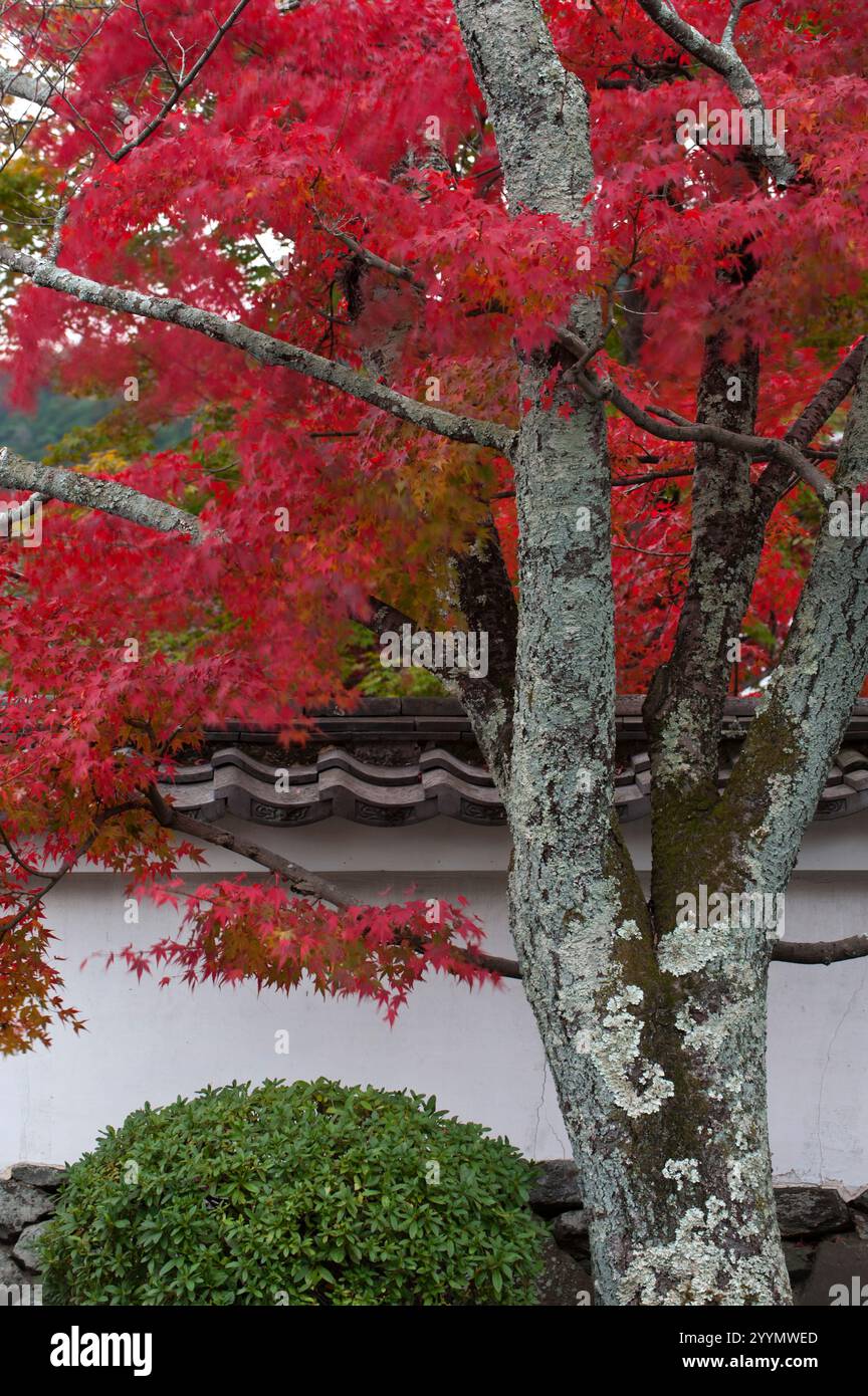 Bright red autumn foliage maple tree against a temple wall creates a ...