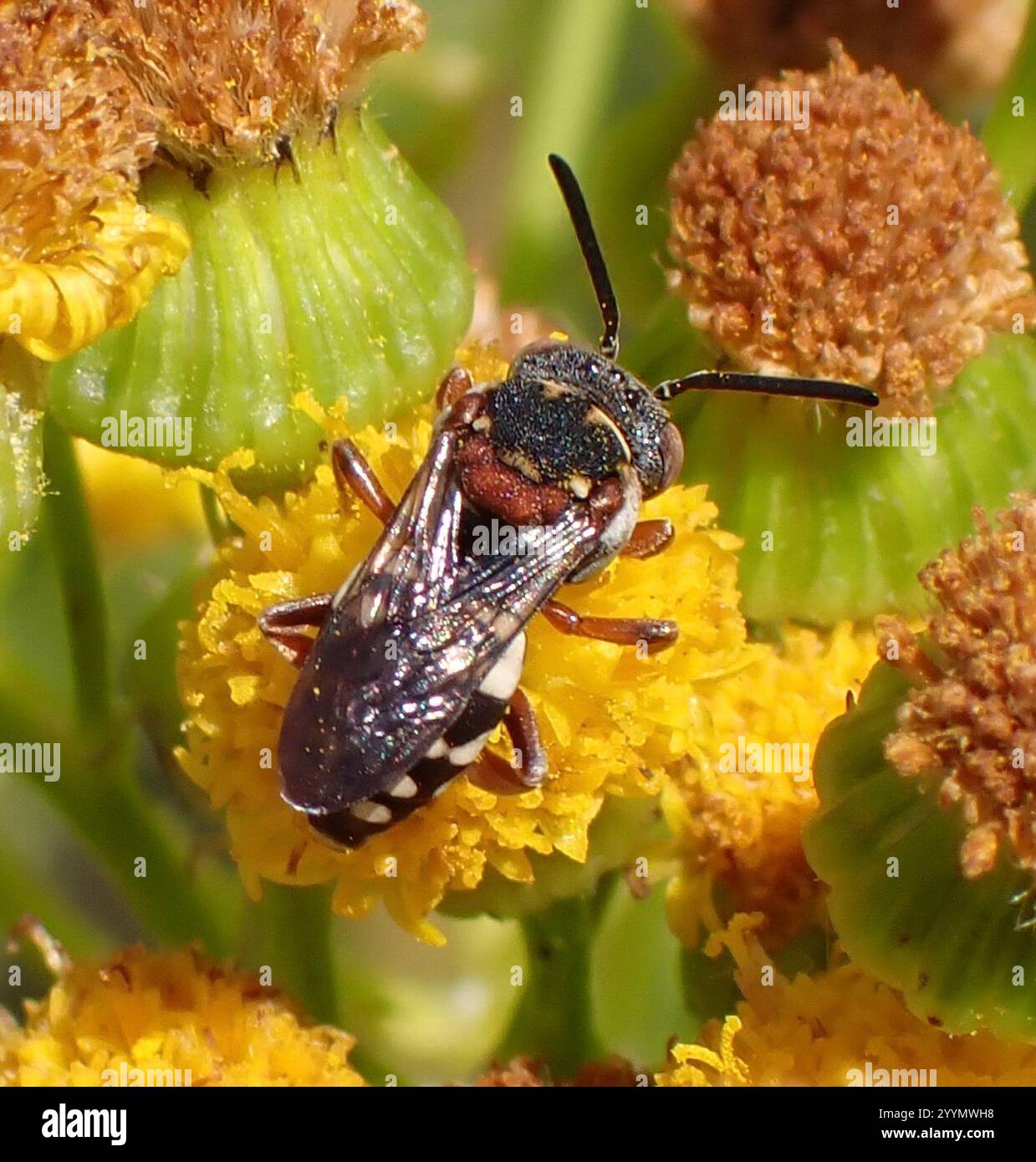 Black-thighed Cellophane-cuckoo Bee (Epeolus variegatus Stock Photo - Alamy