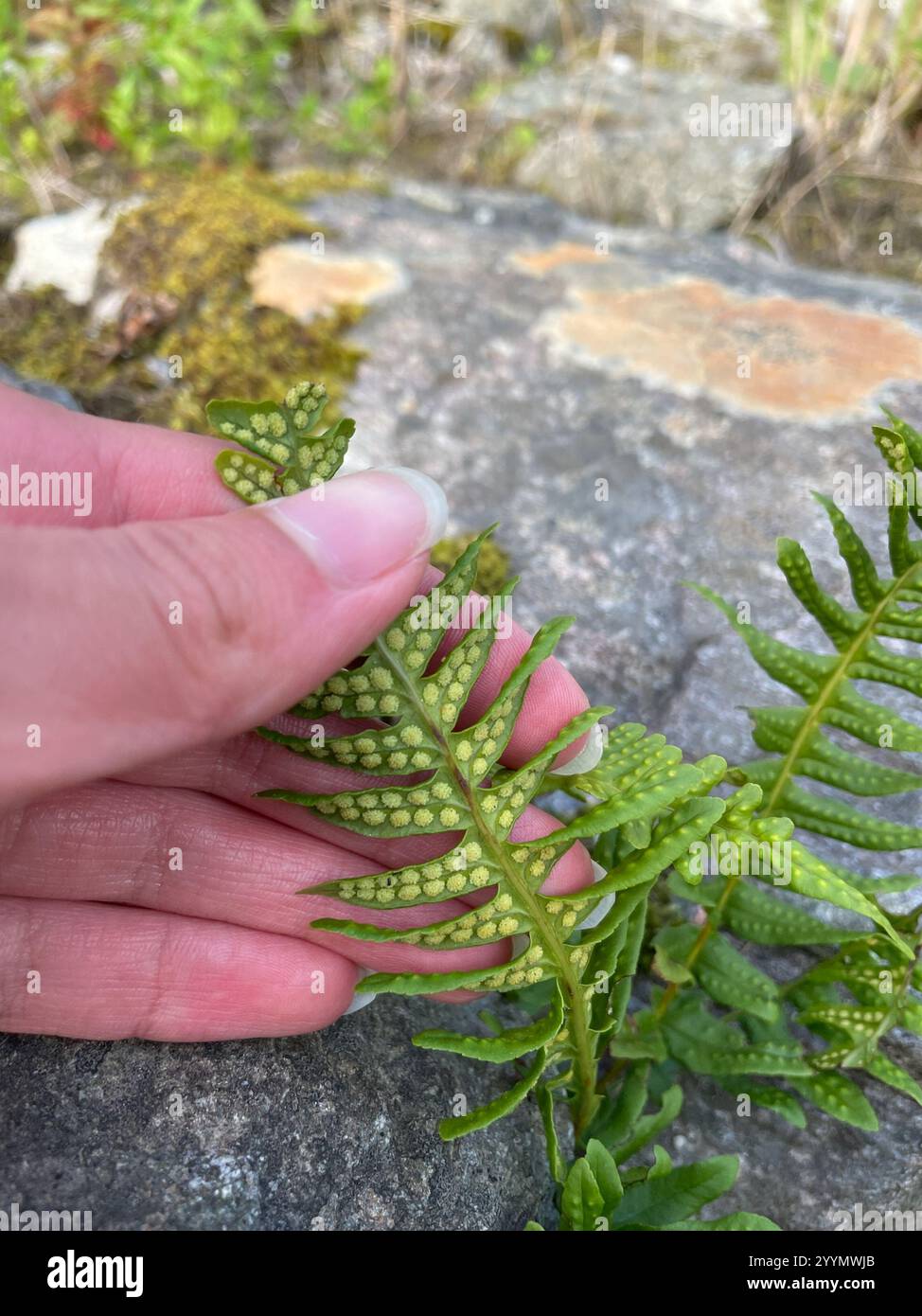 common polypody (Polypodium vulgare Stock Photo - Alamy