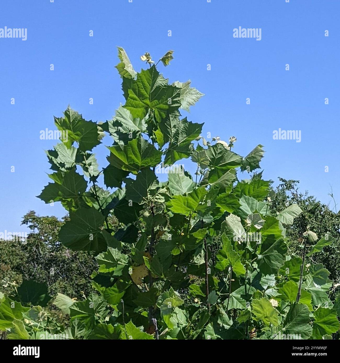 American sycamore (Platanus occidentalis Stock Photo - Alamy