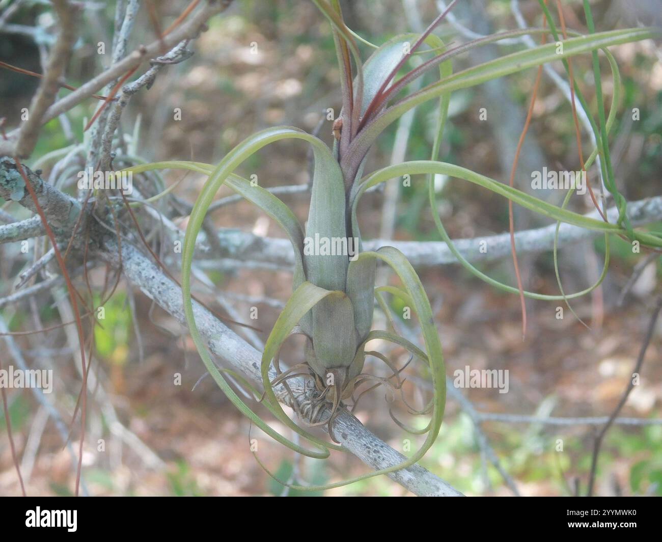 Balbis' airplant (Tillandsia balbisiana Stock Photo - Alamy