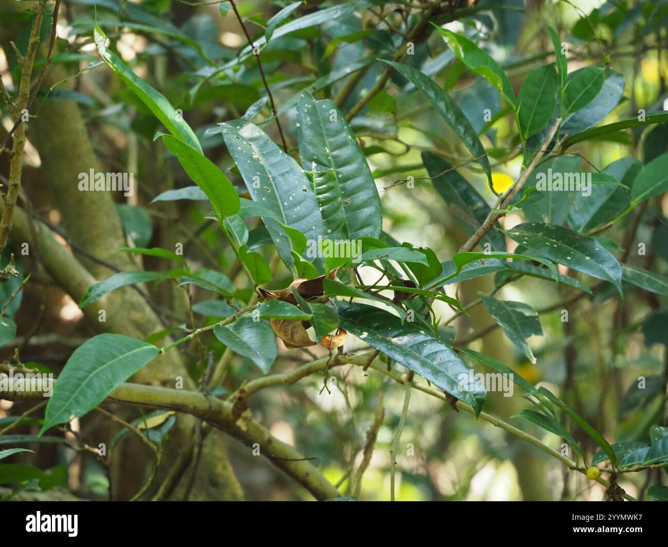 figwood (Ficus virgata Stock Photo - Alamy