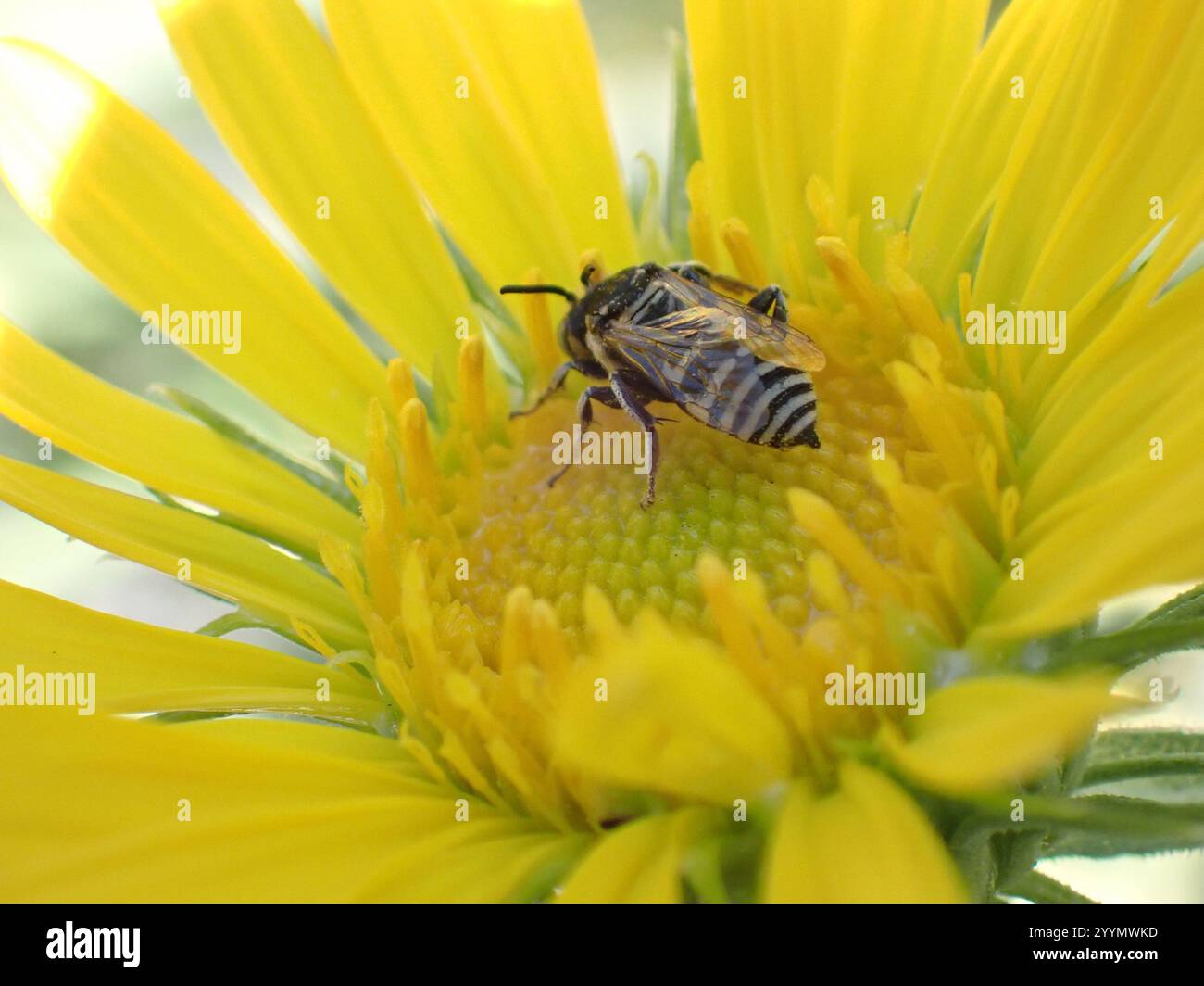 Longhorn-cuckoo bees (Triepeolus Stock Photo - Alamy