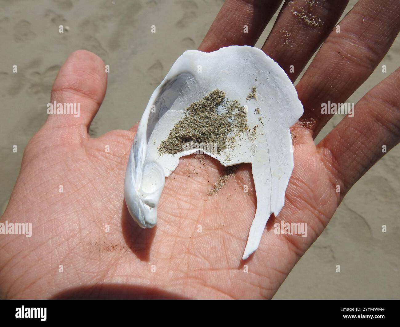 Trough Shells (Mactridae Stock Photo - Alamy