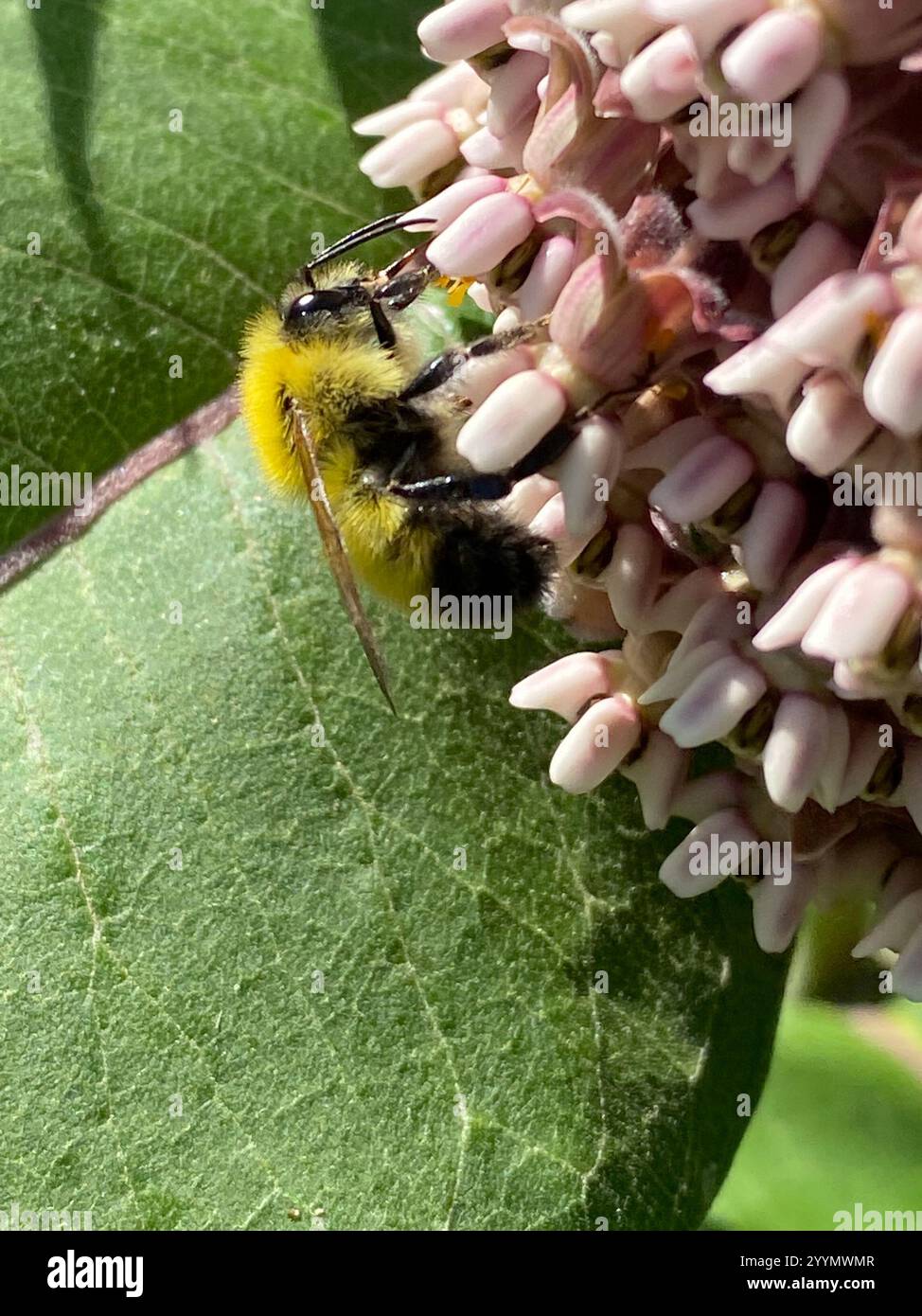 Perplexing Bumble Bee (Bombus perplexus Stock Photo - Alamy
