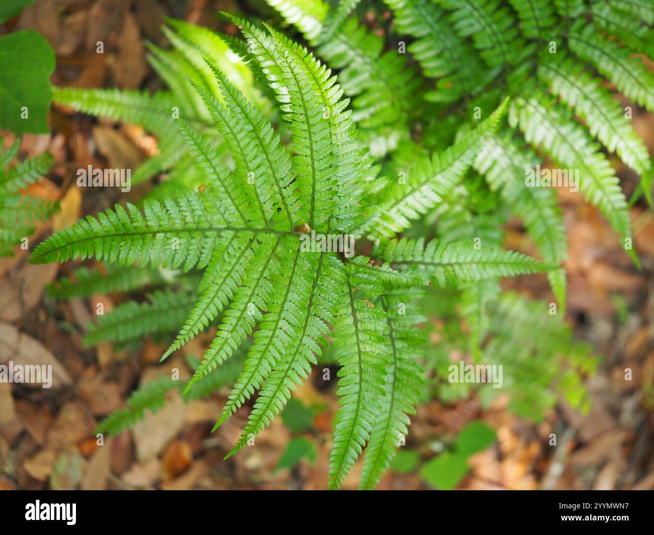 Prickly Shield fern (Arachniodes aristata Stock Photo - Alamy