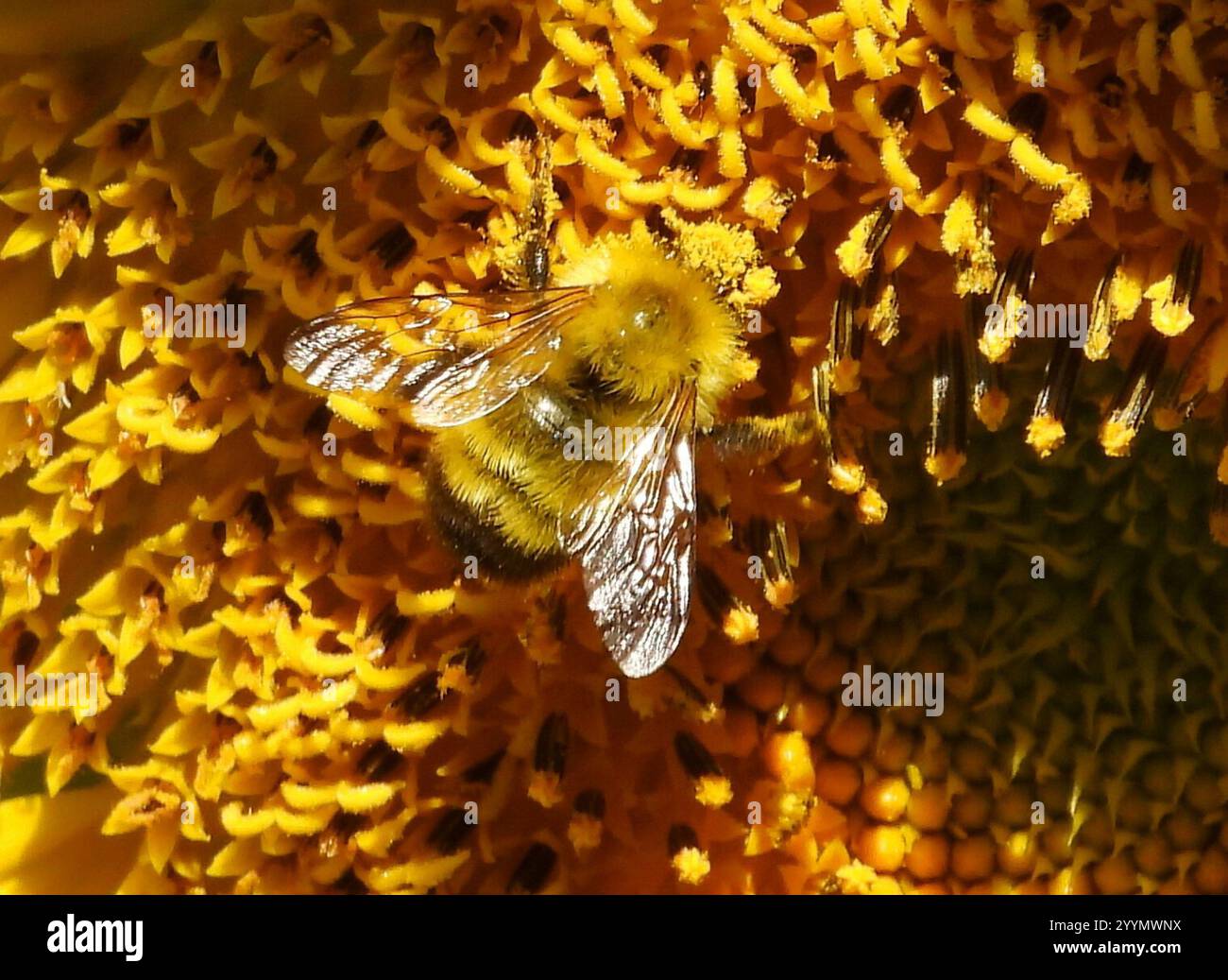 Perplexing Bumble Bee (Bombus perplexus Stock Photo - Alamy