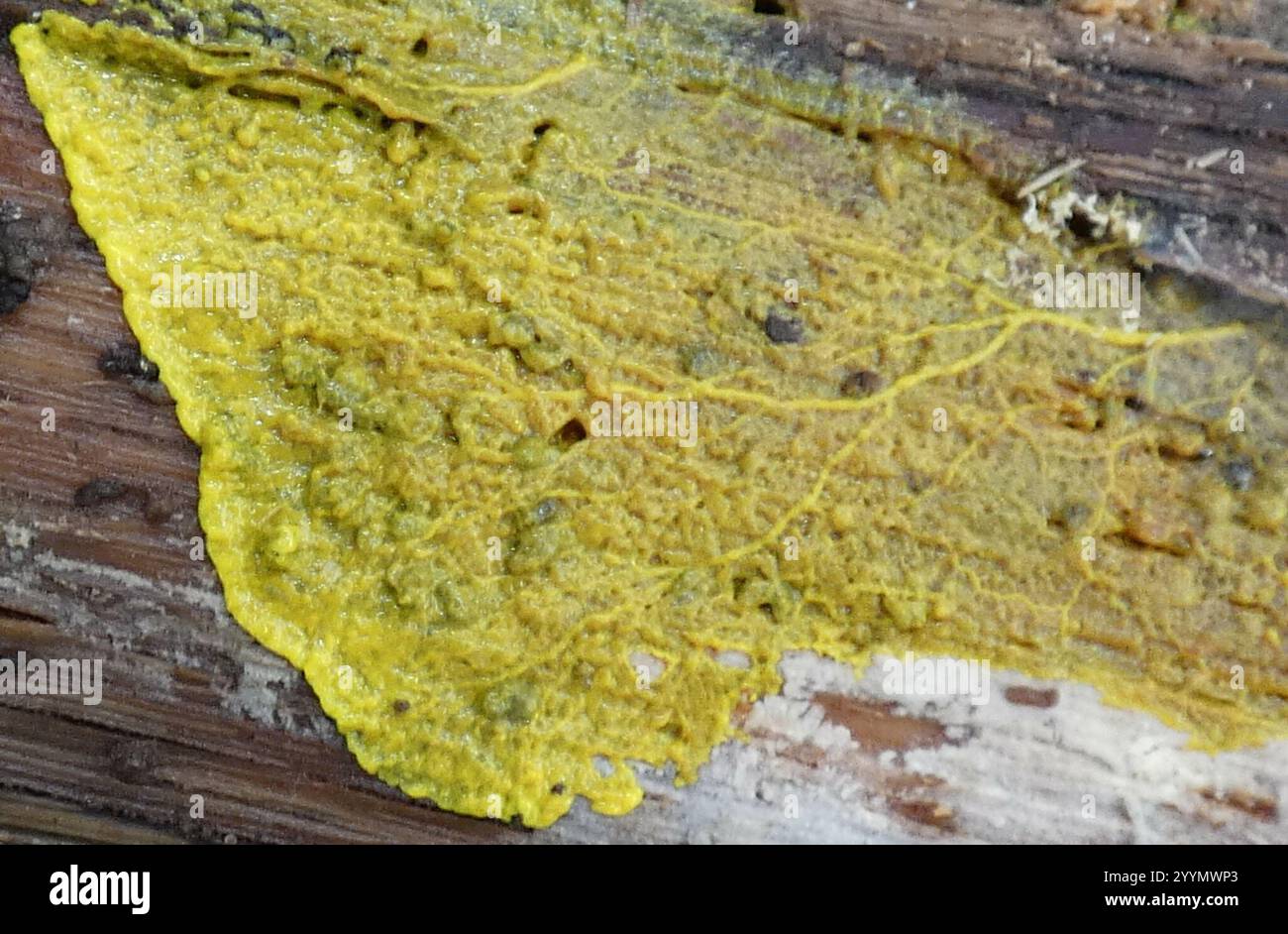 Dog Vomit Slime Mold (Fuligo septica Stock Photo - Alamy