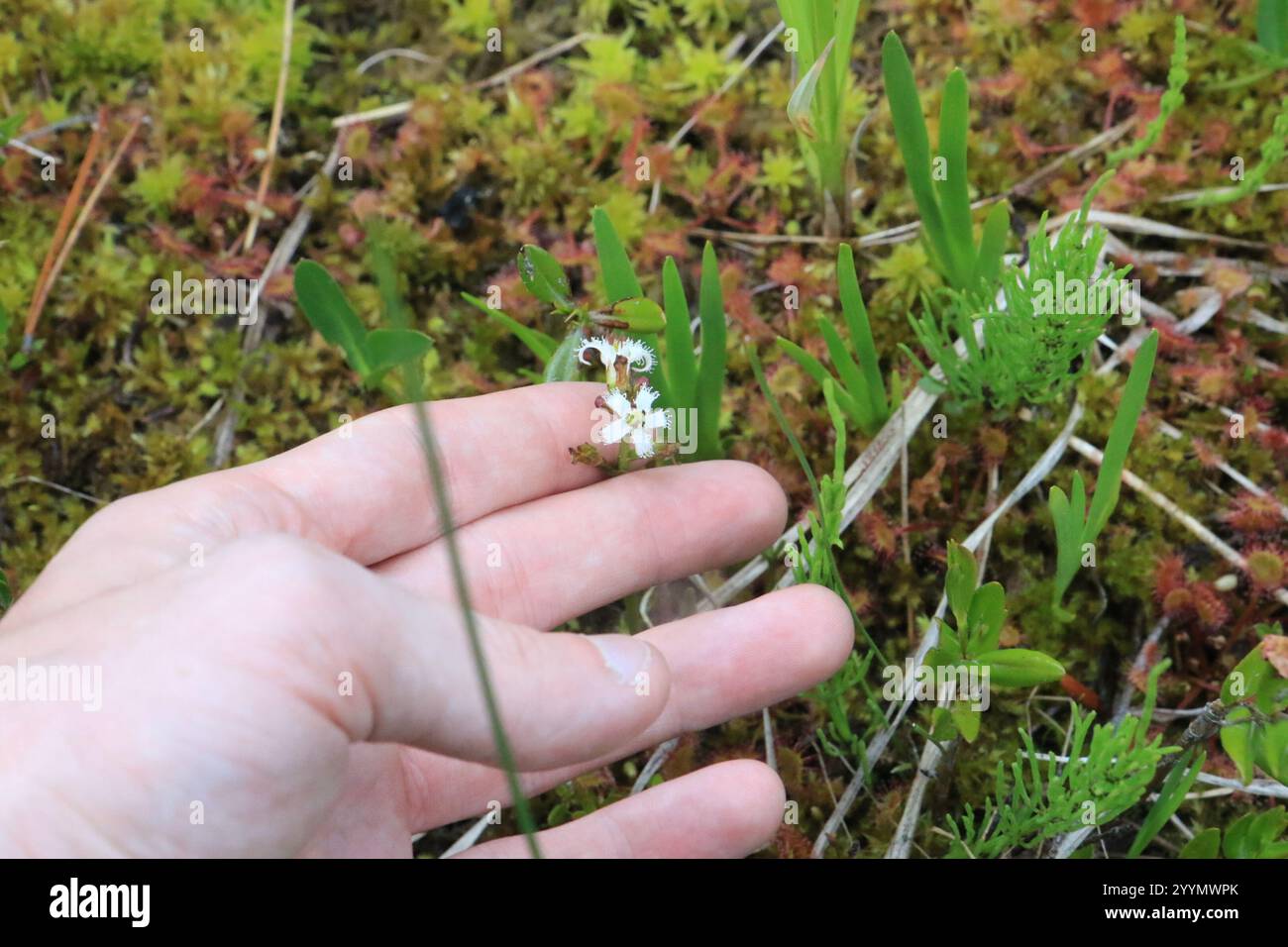 Bogbean (Menyanthes trifoliata Stock Photo - Alamy