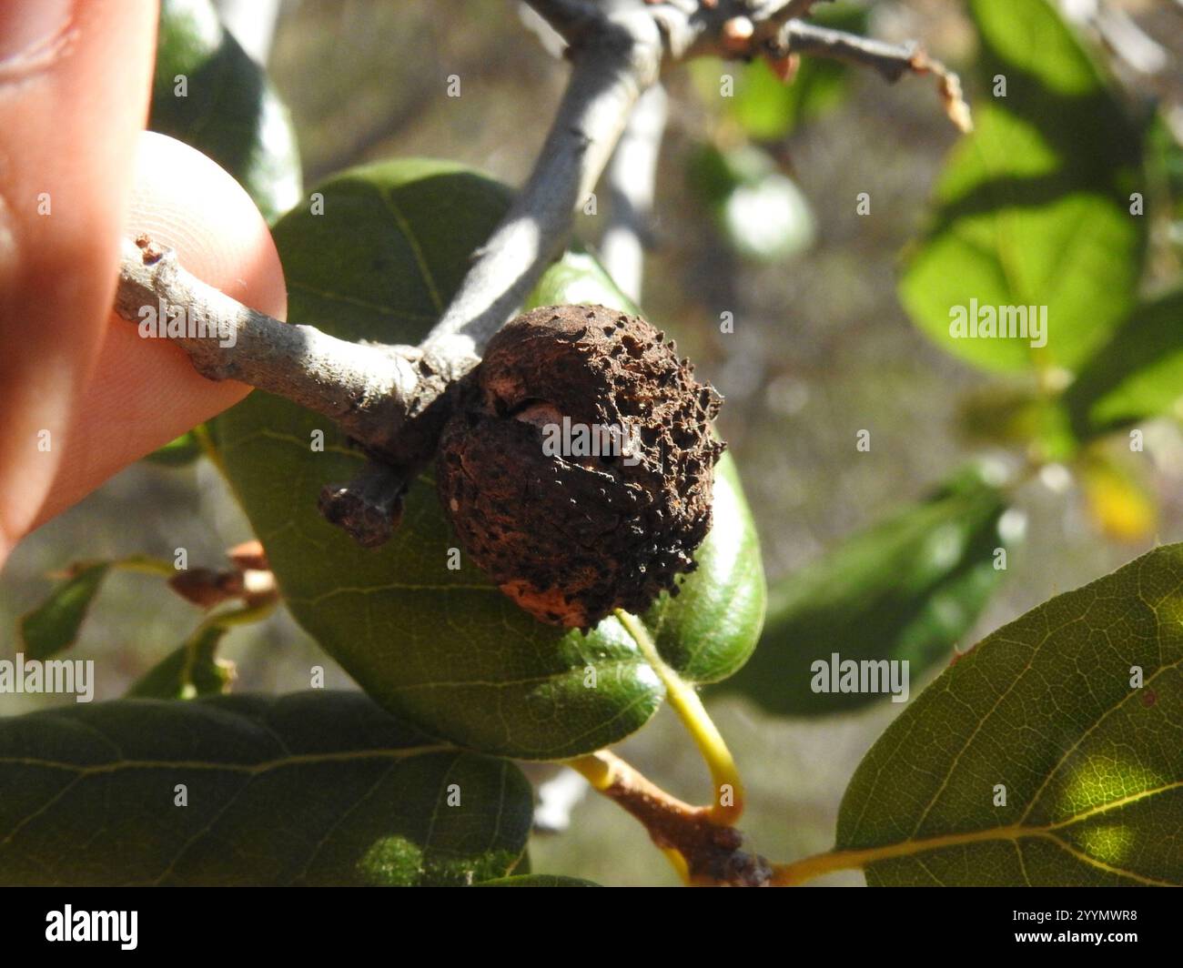 Live Oak Apple Gall Wasp (Amphibolips quercuspomiformis Stock Photo - Alamy