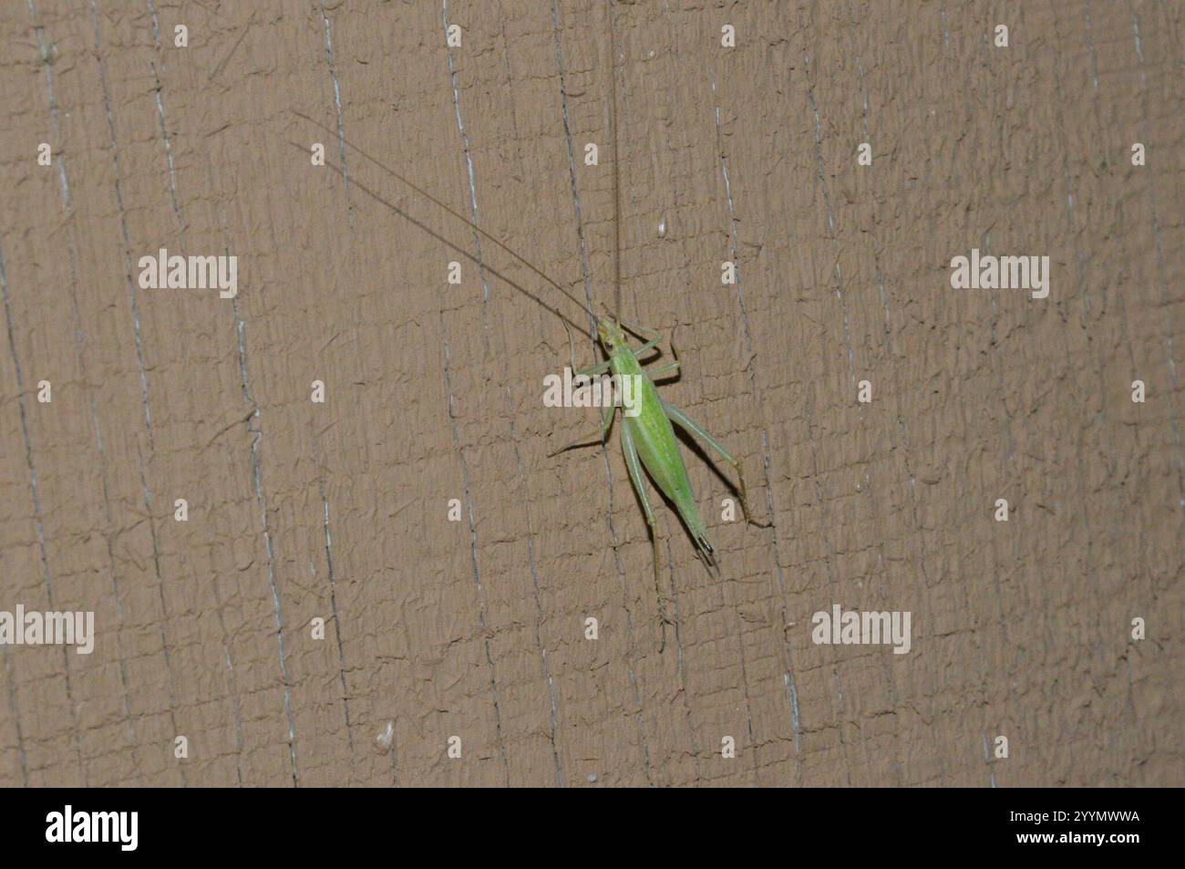 Common Tree Crickets (Oecanthus Stock Photo - Alamy