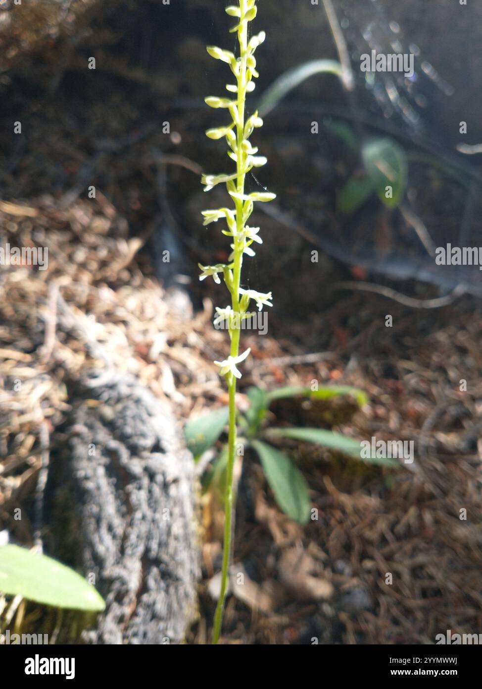 Flat Spurred Piperia (Platanthera transversa Stock Photo - Alamy