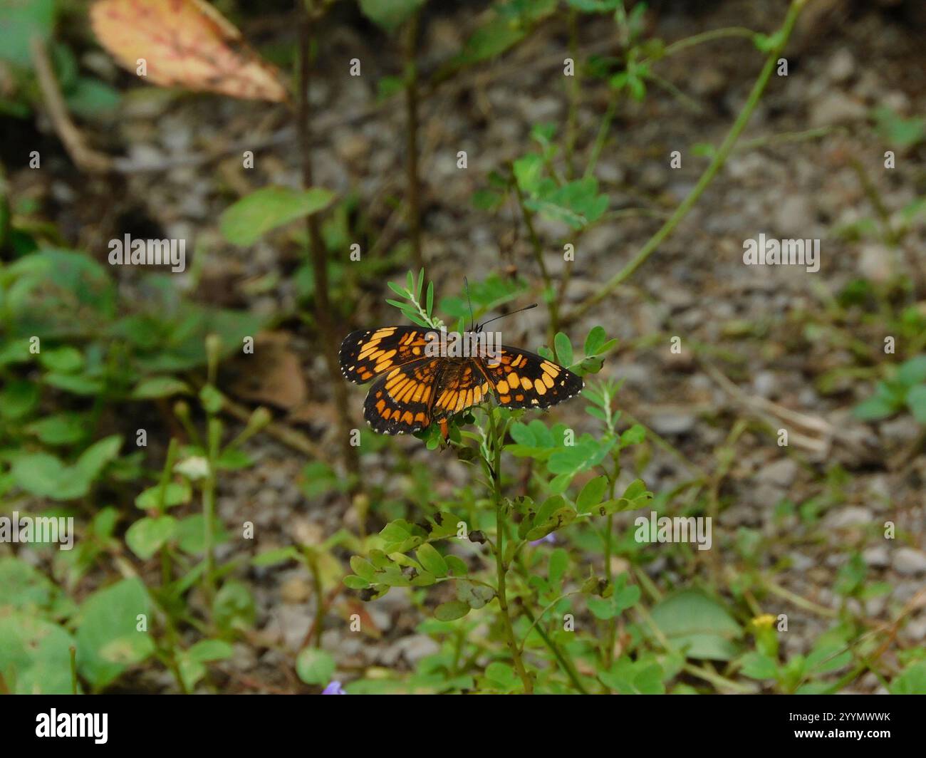 Theona Checkerspot (Chlosyne theona Stock Photo - Alamy