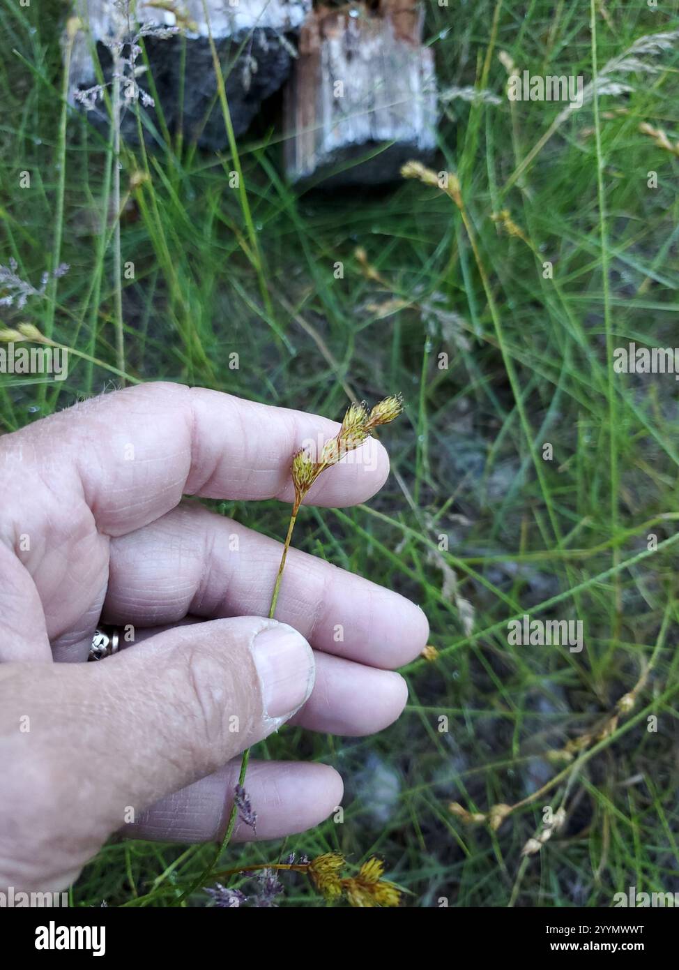 Shortbeak Sedge (Carex brevior Stock Photo - Alamy