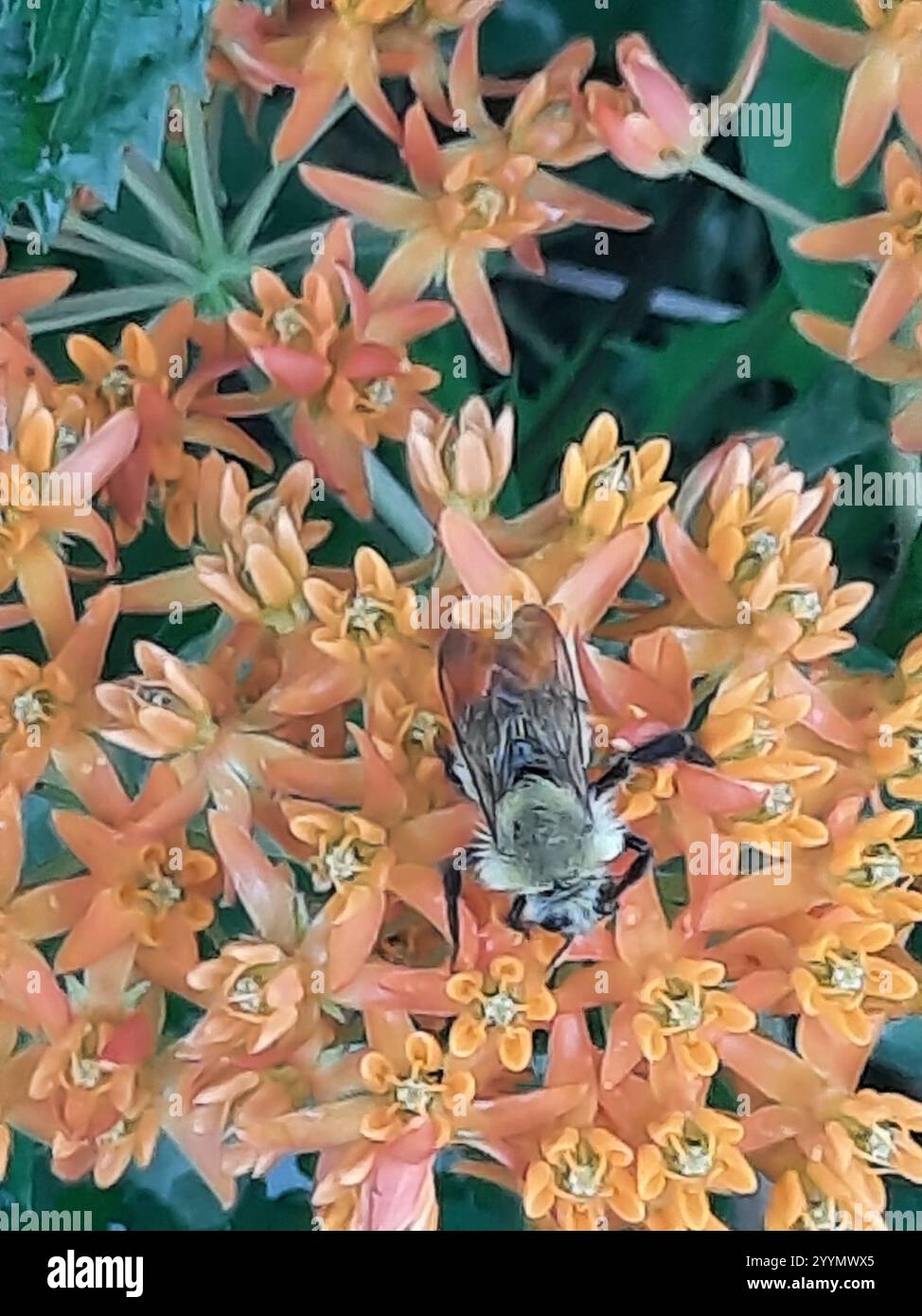 Perplexing Bumble Bee (Bombus perplexus Stock Photo - Alamy