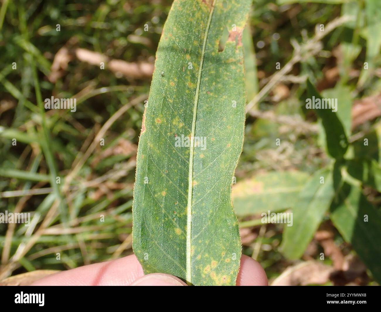 water smartweed (Persicaria amphibia Stock Photo - Alamy