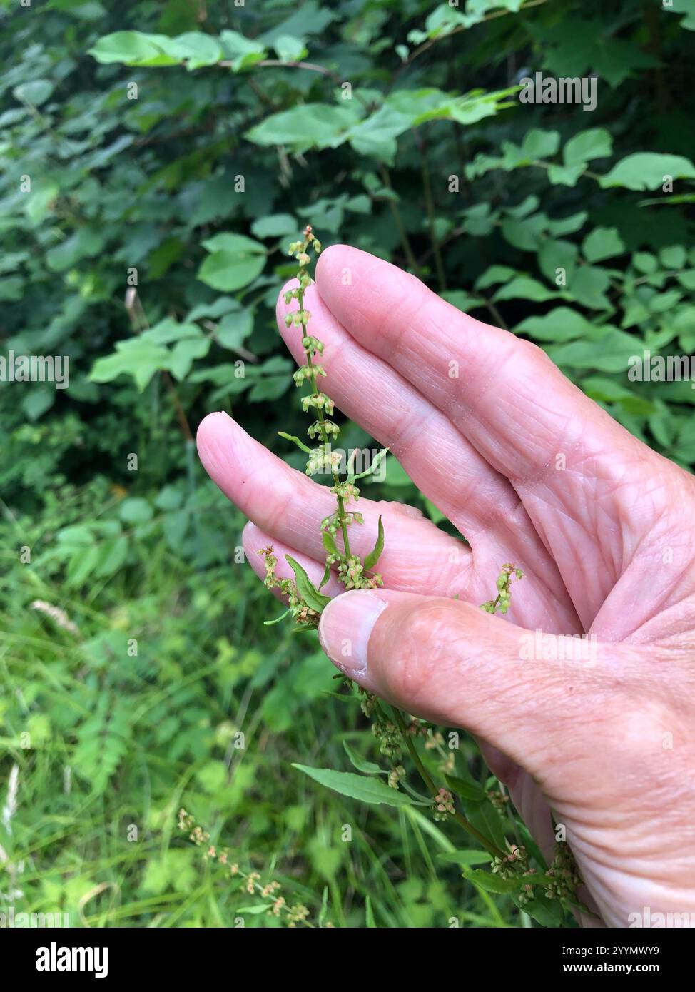 Clustered Dock (Rumex conglomeratus Stock Photo - Alamy
