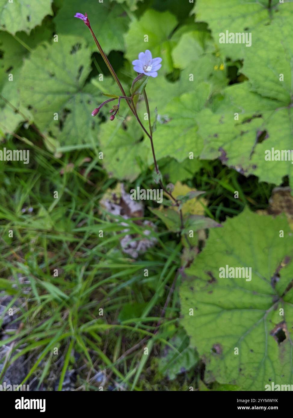 Broad-leaved Willowherb (Epilobium montanum Stock Photo - Alamy