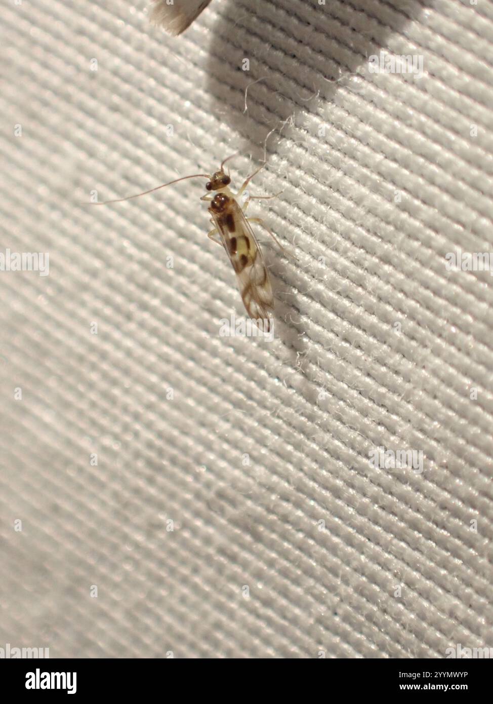 F-winged Barklouse (Graphopsocus cruciatus Stock Photo - Alamy