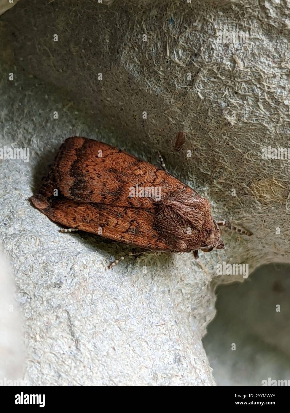 Least Yellow Underwing (Noctua interjecta Stock Photo - Alamy