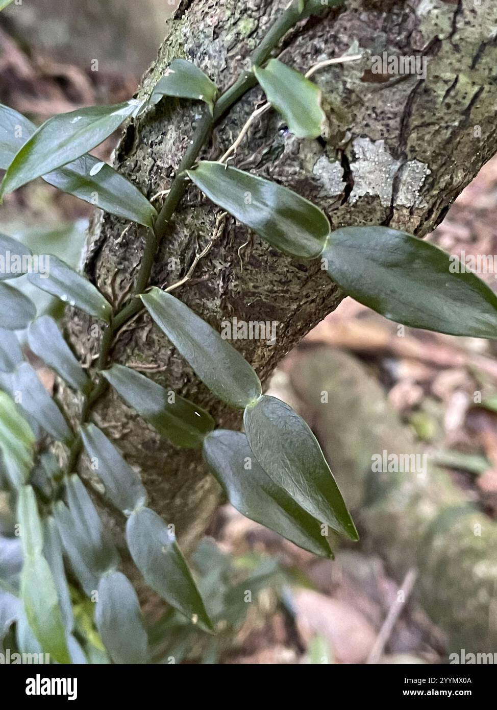 candle vine (Pothos longipes Stock Photo - Alamy