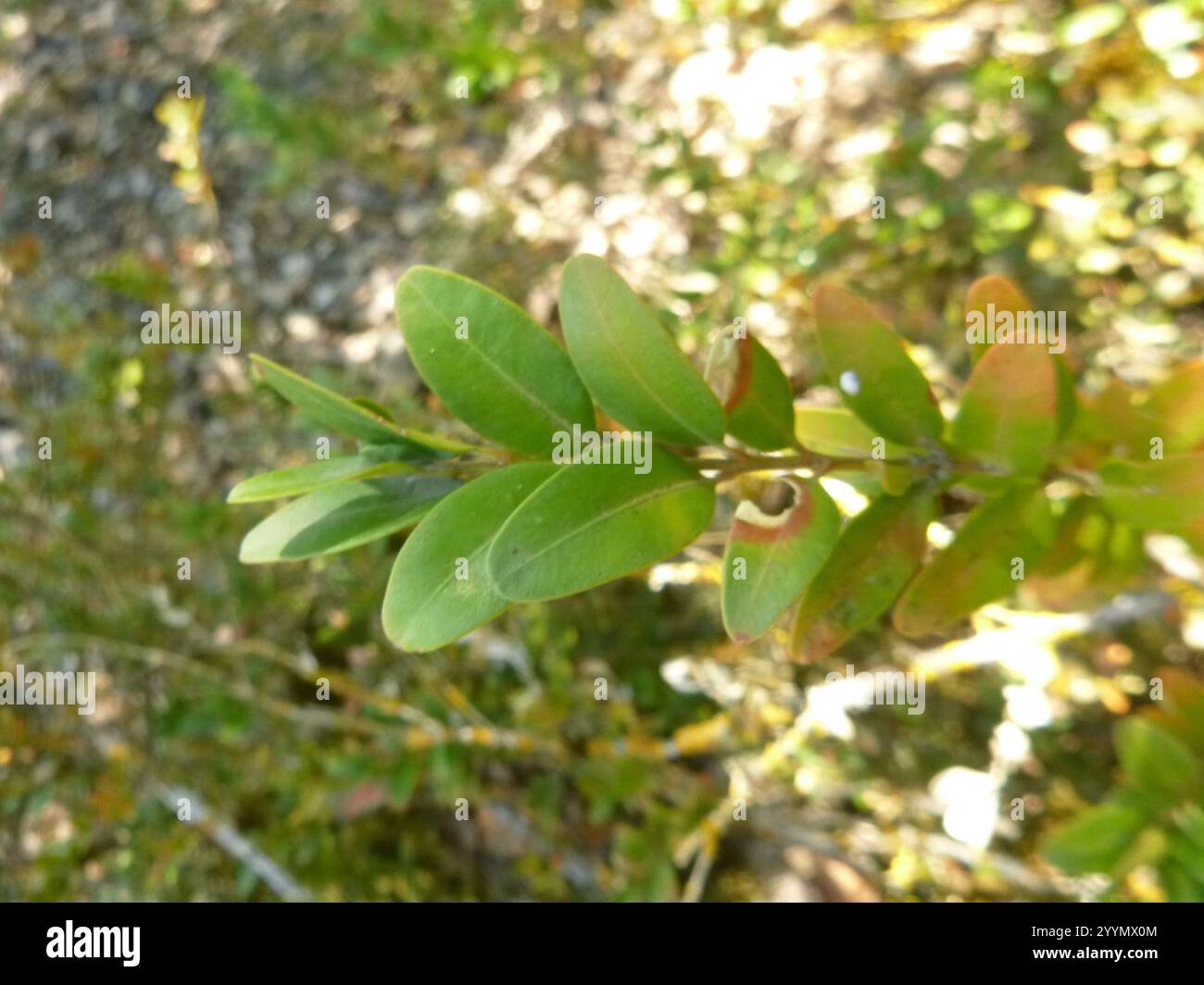 common box (Buxus sempervirens Stock Photo - Alamy