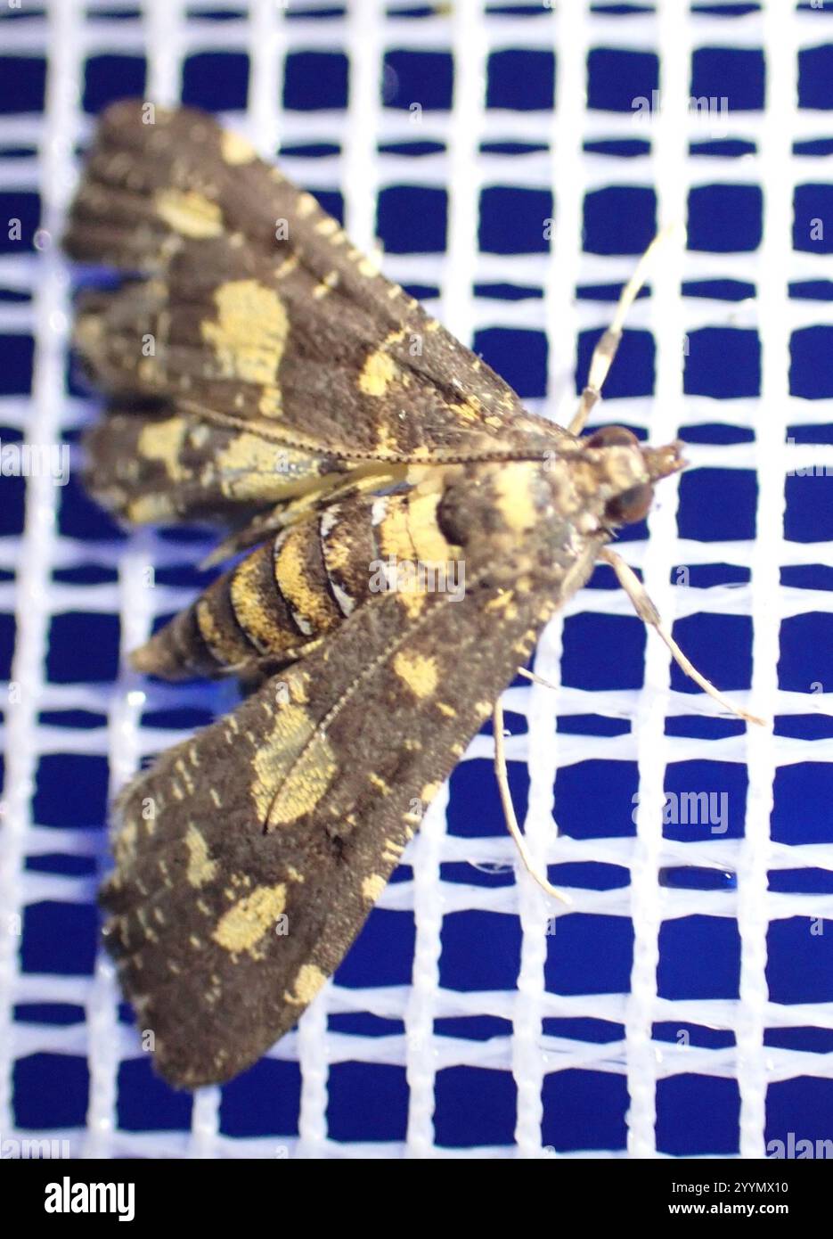 Yellow Blotched Pearl Moth (Eurrhyparodes bracteolalis Stock Photo - Alamy