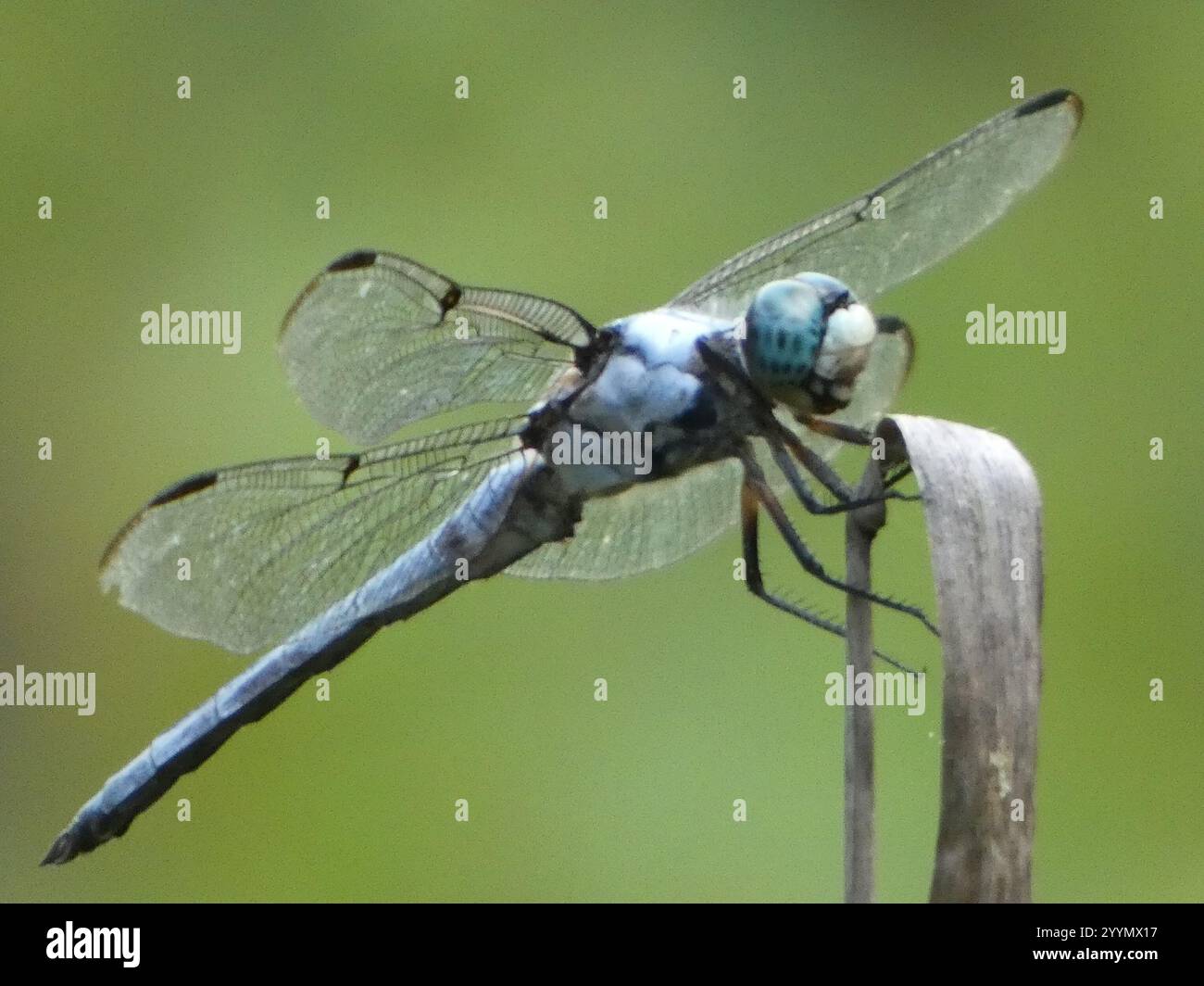 Great Blue Skimmer (Libellula vibrans Stock Photo - Alamy