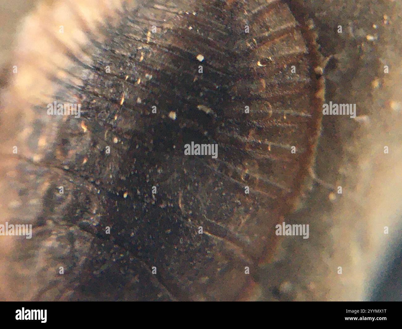 Herrick's Water Penny Beetle (Psephenus herricki Stock Photo - Alamy
